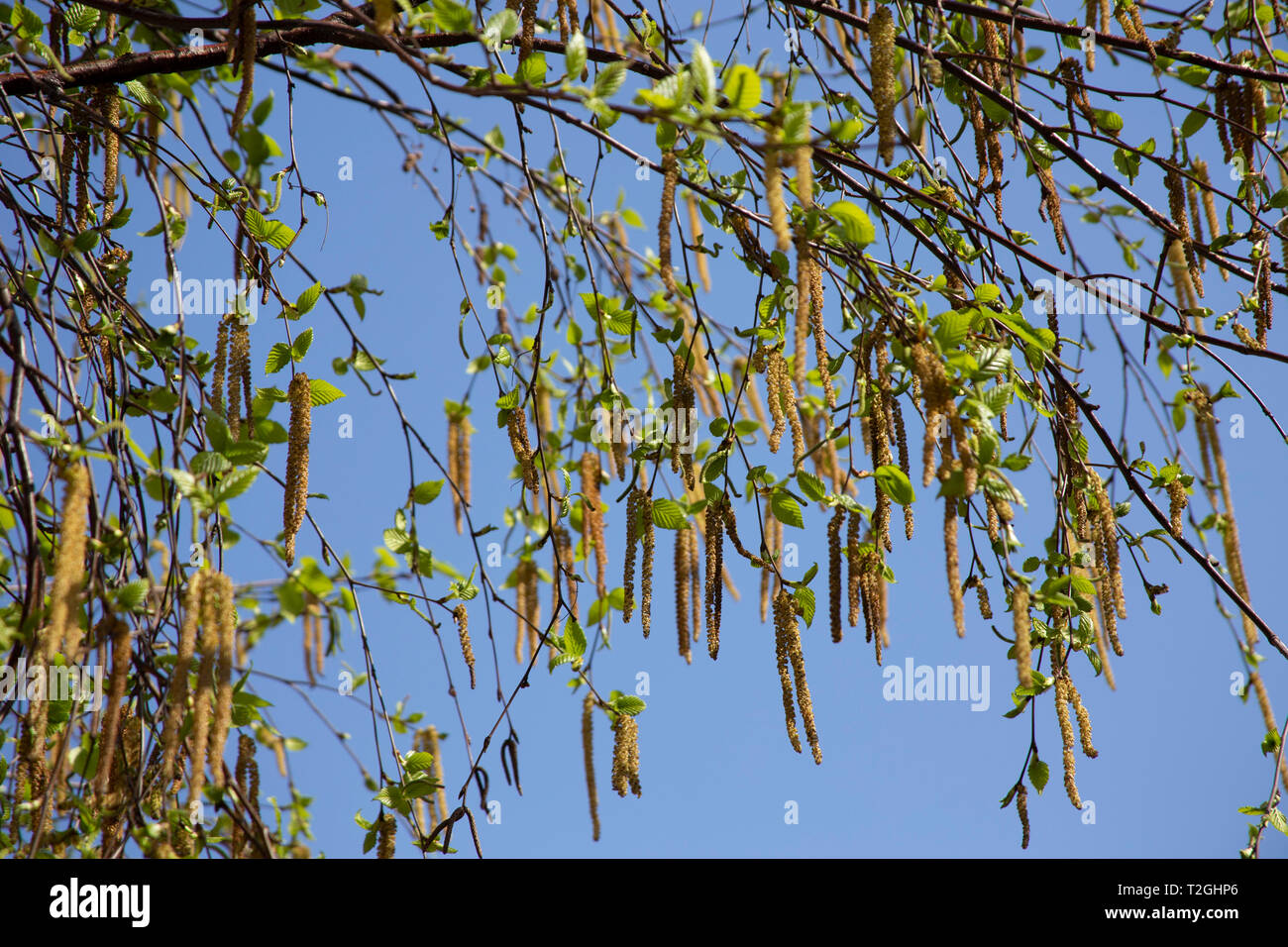 Catkins hanging from a tree, against a blue sky Stock Photo - Alamy