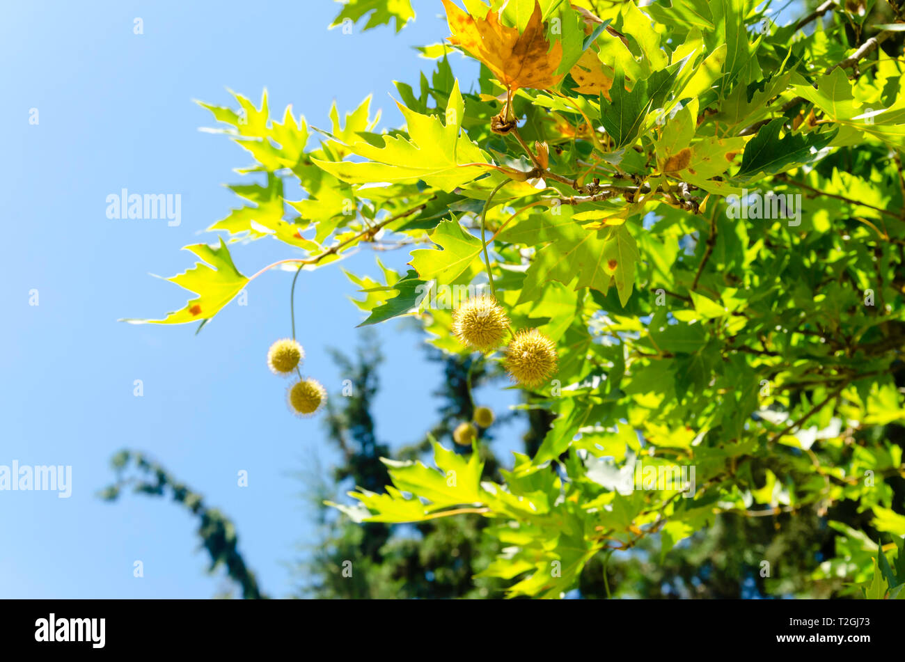 Conkers from a horse chestnut tree hi-res stock photography and images ...