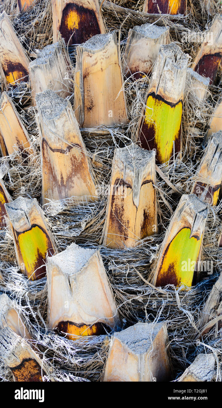 Bark Of Palm Tree Stock Photo - Alamy