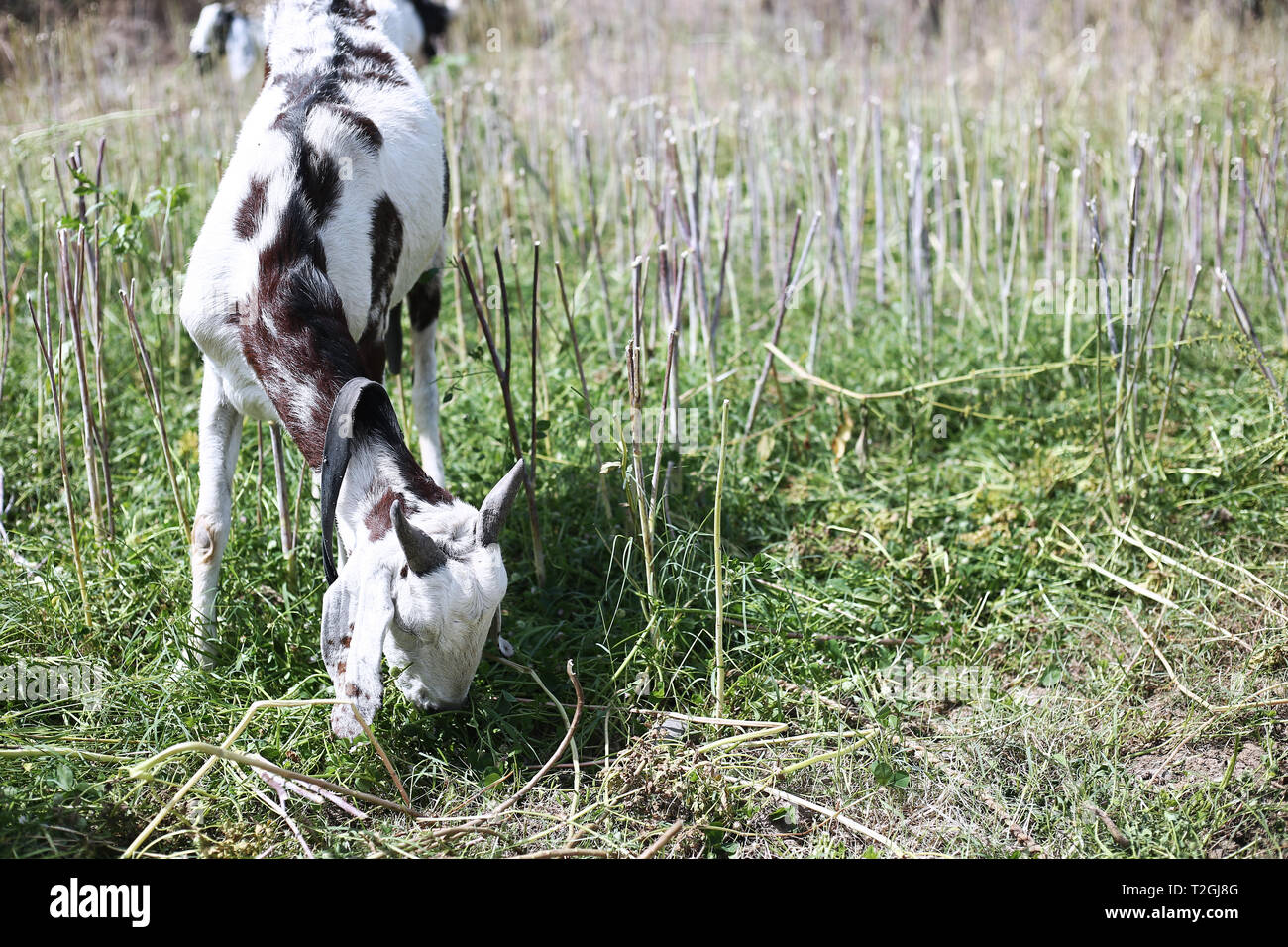 Goat in grass hi-res stock photography and images - Alamy