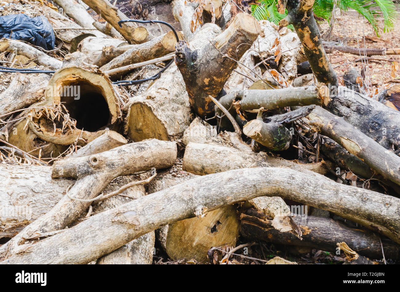 tree felled stacked like logs to cultivate and build Stock Photo - Alamy