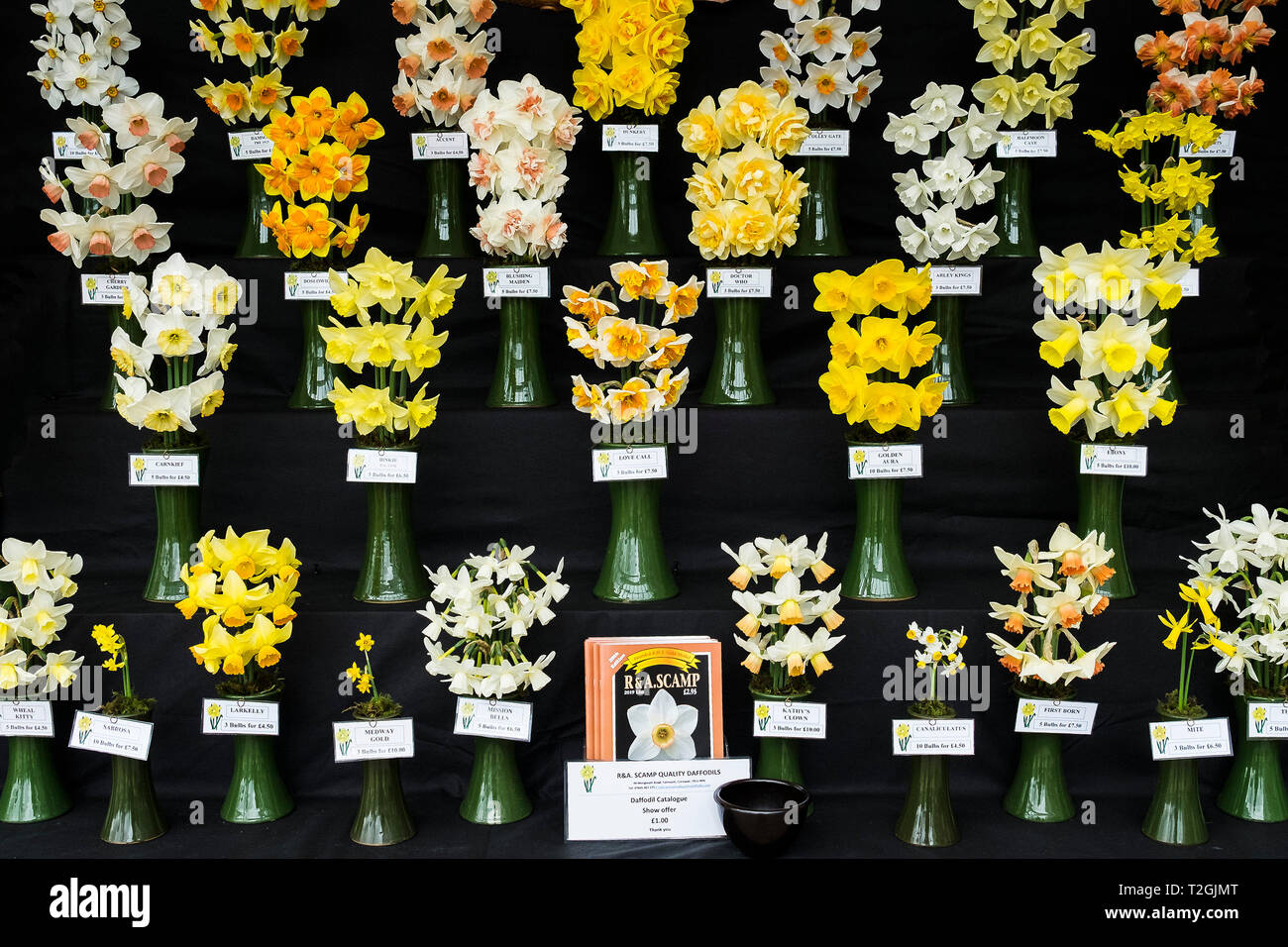A display of various types of daffodils (Narcissus) at a flower show ...
