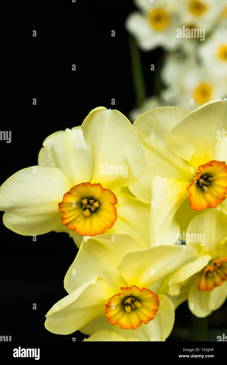 Chinita hi-res stock photography and images - Alamy