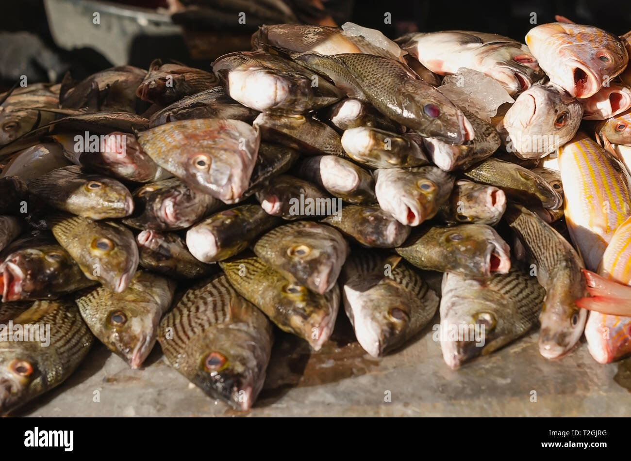 Spider fish Sparidae bocayte for sale in market as table sin of nice ...