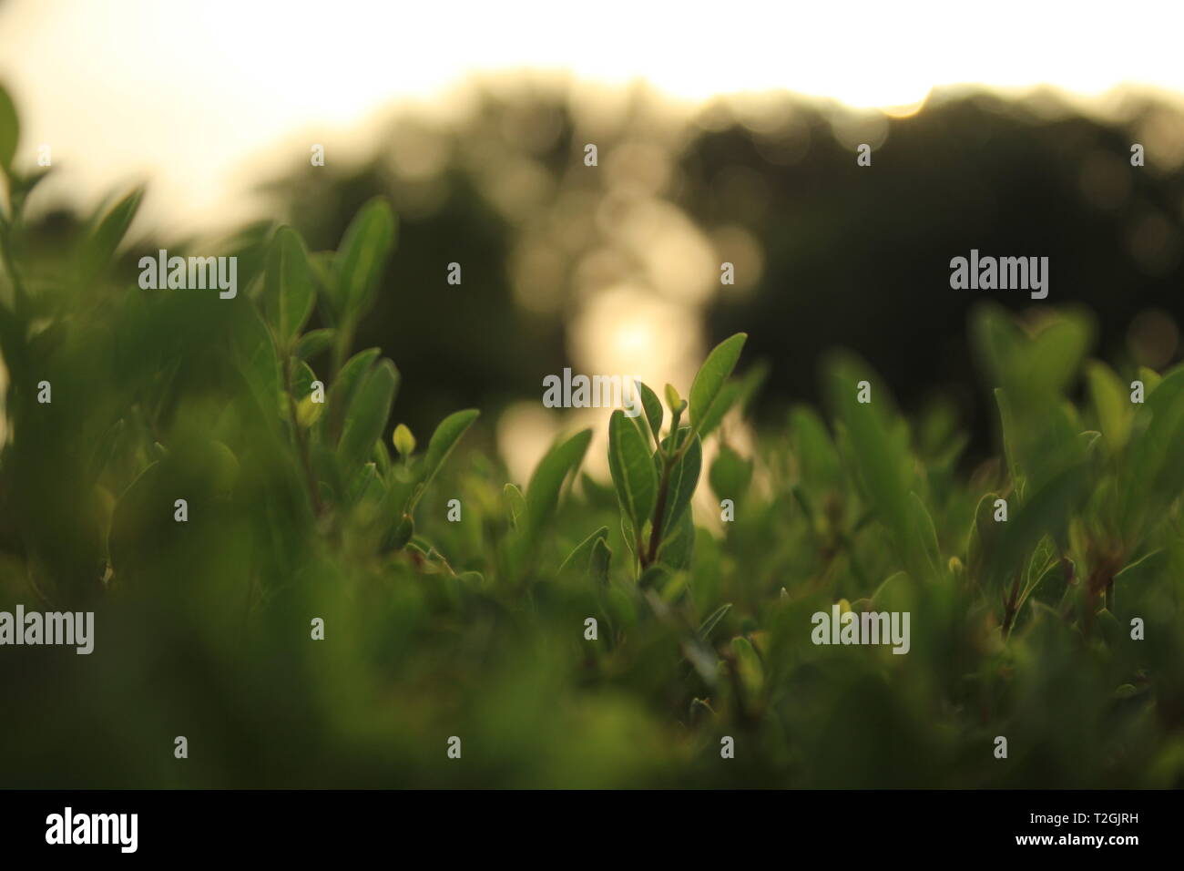 Public parks hi-res stock photography and images - Alamy