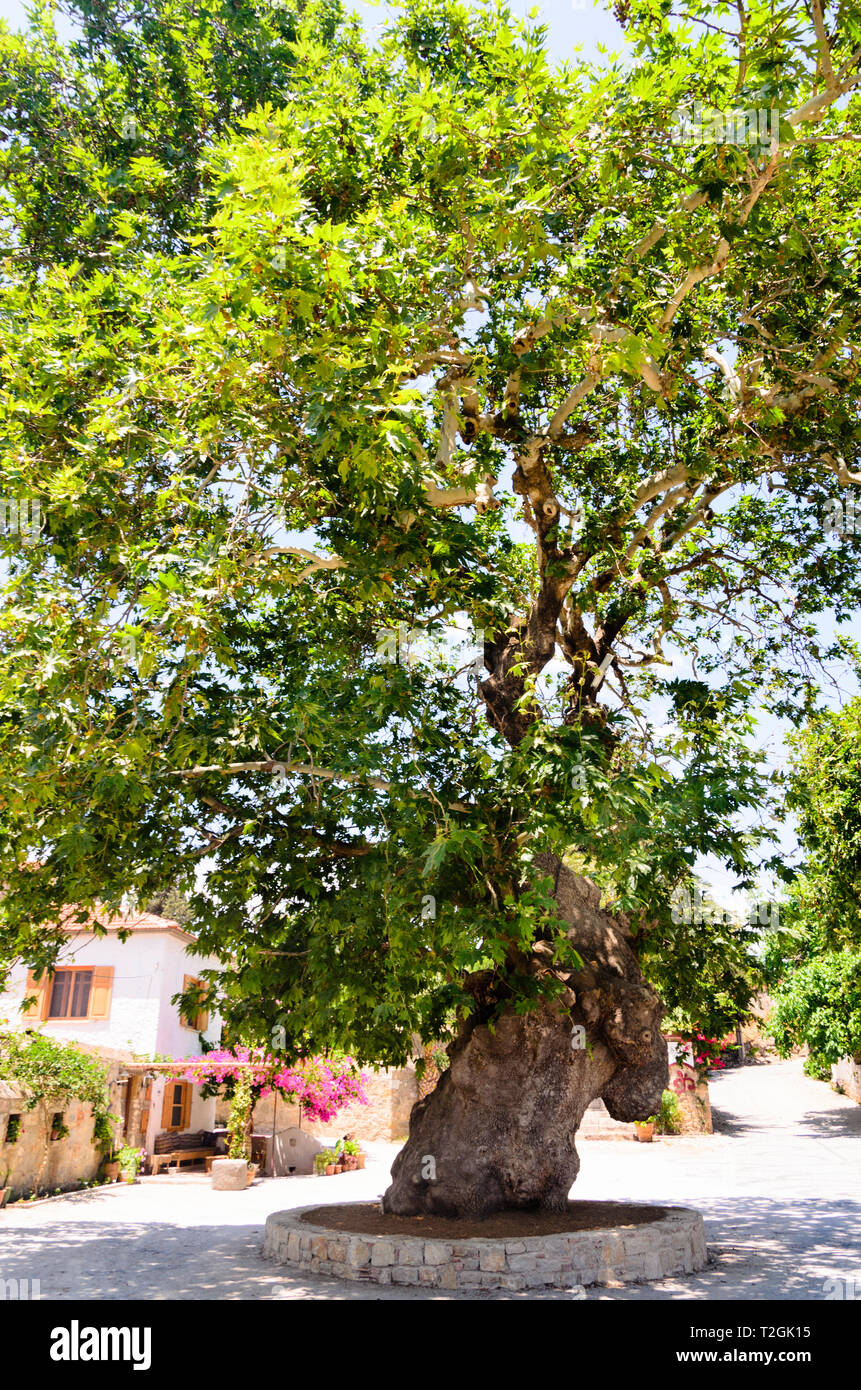 Like plane tree hi-res stock photography and images - Alamy