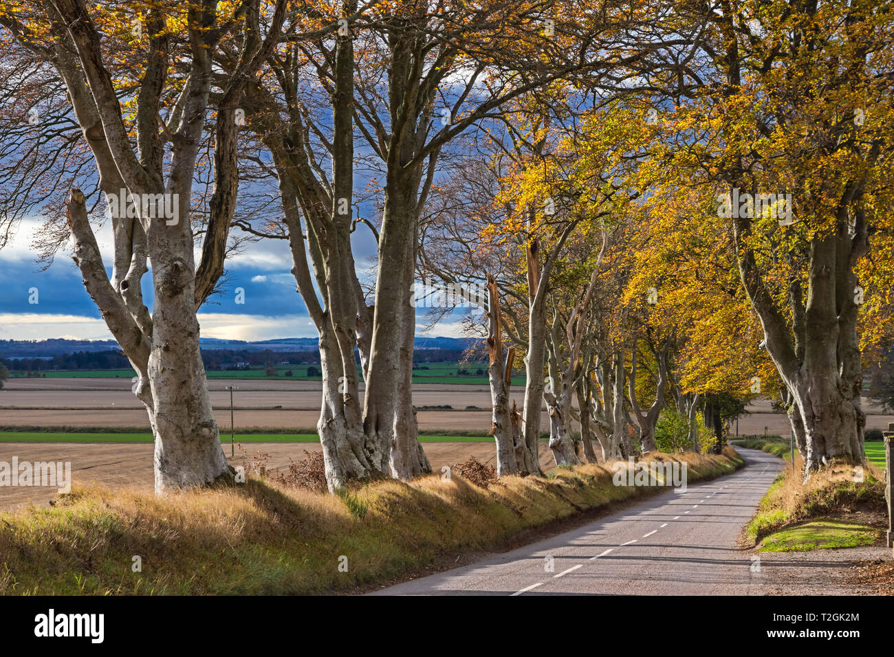 Roadside trees hi-res stock photography and images - Alamy