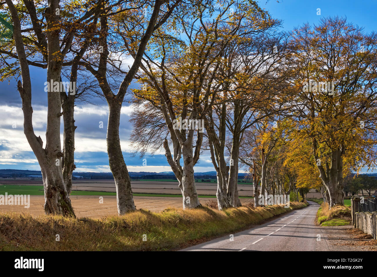 Autumn light at Fettercairn, roadside trees, Aberdeenshire, Highland ...