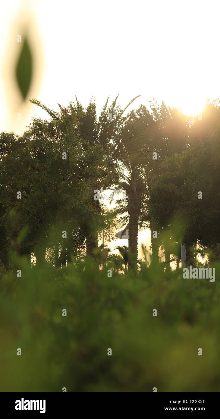 Palm Trees in Public Park in Saudi Arabia Stock Photo - Alamy