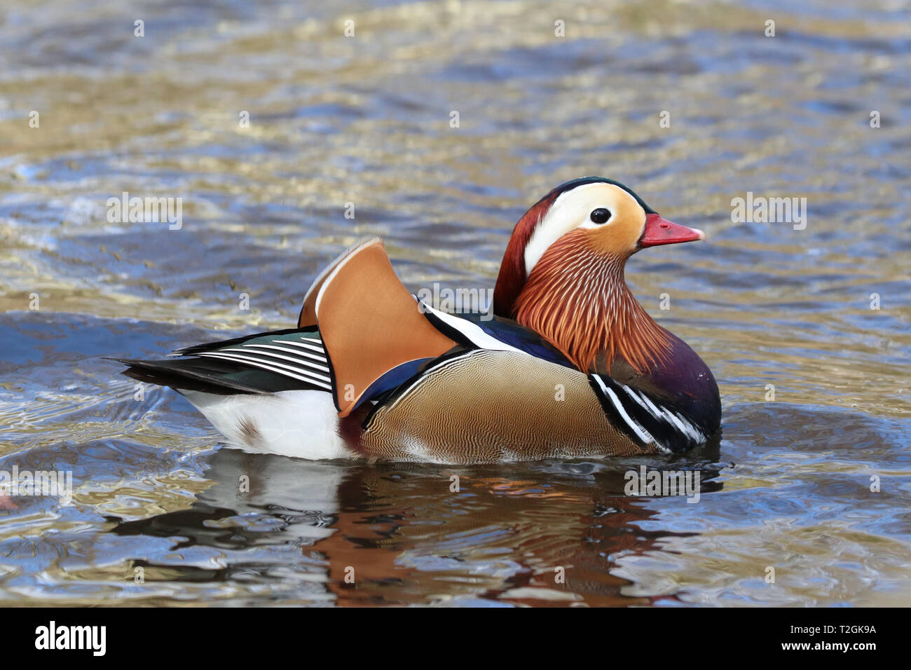 Duck paddling hi-res stock photography and images - Alamy
