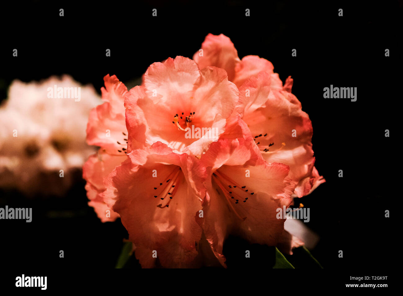A display of Rhododendron flowers at a flower show Stock Photo - Alamy