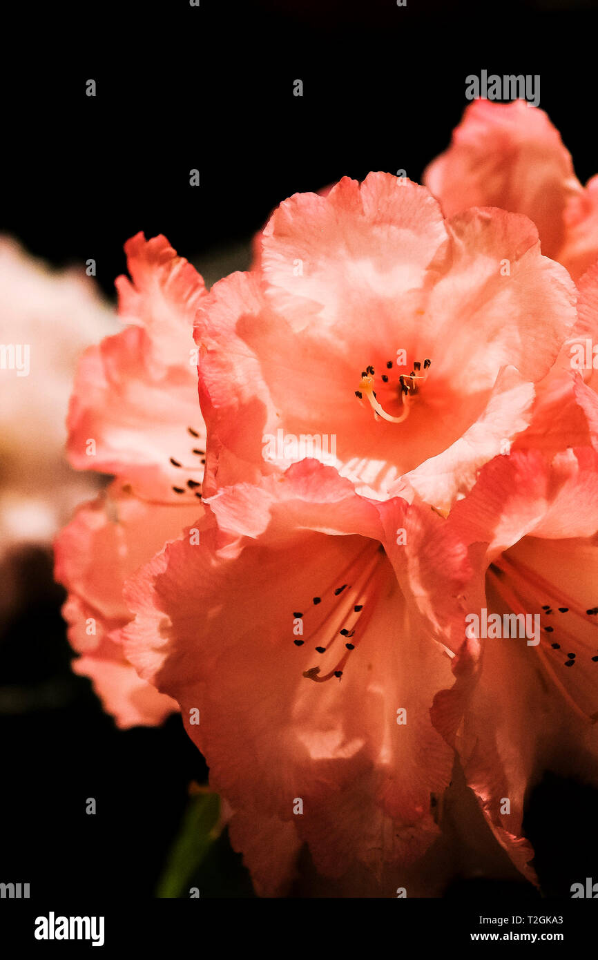 A display of Rhododendron flowers at a flower show Stock Photo - Alamy