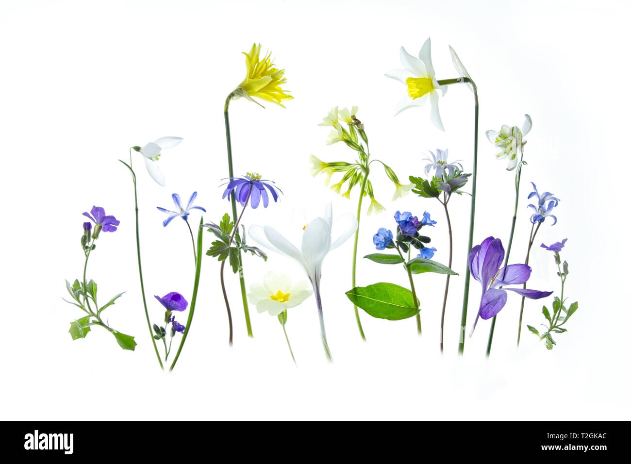 Spring flowers floral Cut Out Stock Images & Pictures - Alamy