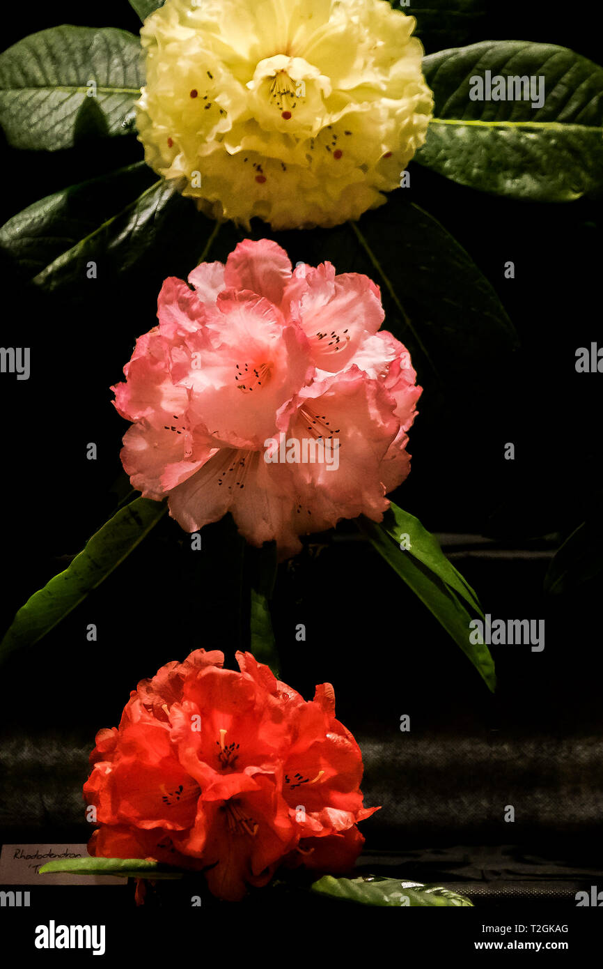 A display of Rhododendron flowers at a flower show Stock Photo - Alamy