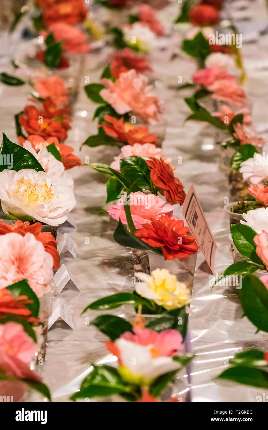 A display of Camellia flowers at a flower show Stock Photo - Alamy
