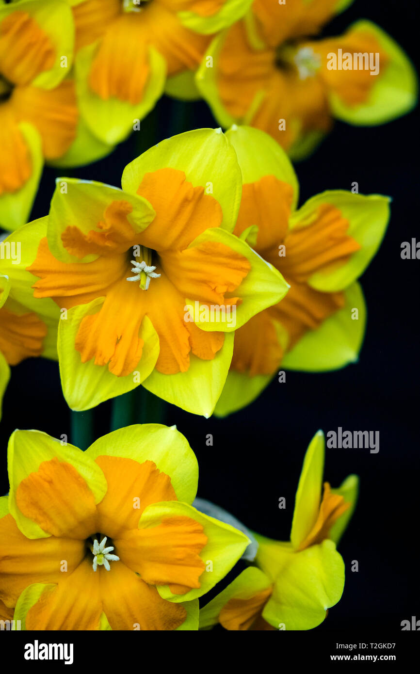 Daffodil cultivar hi-res stock photography and images - Alamy
