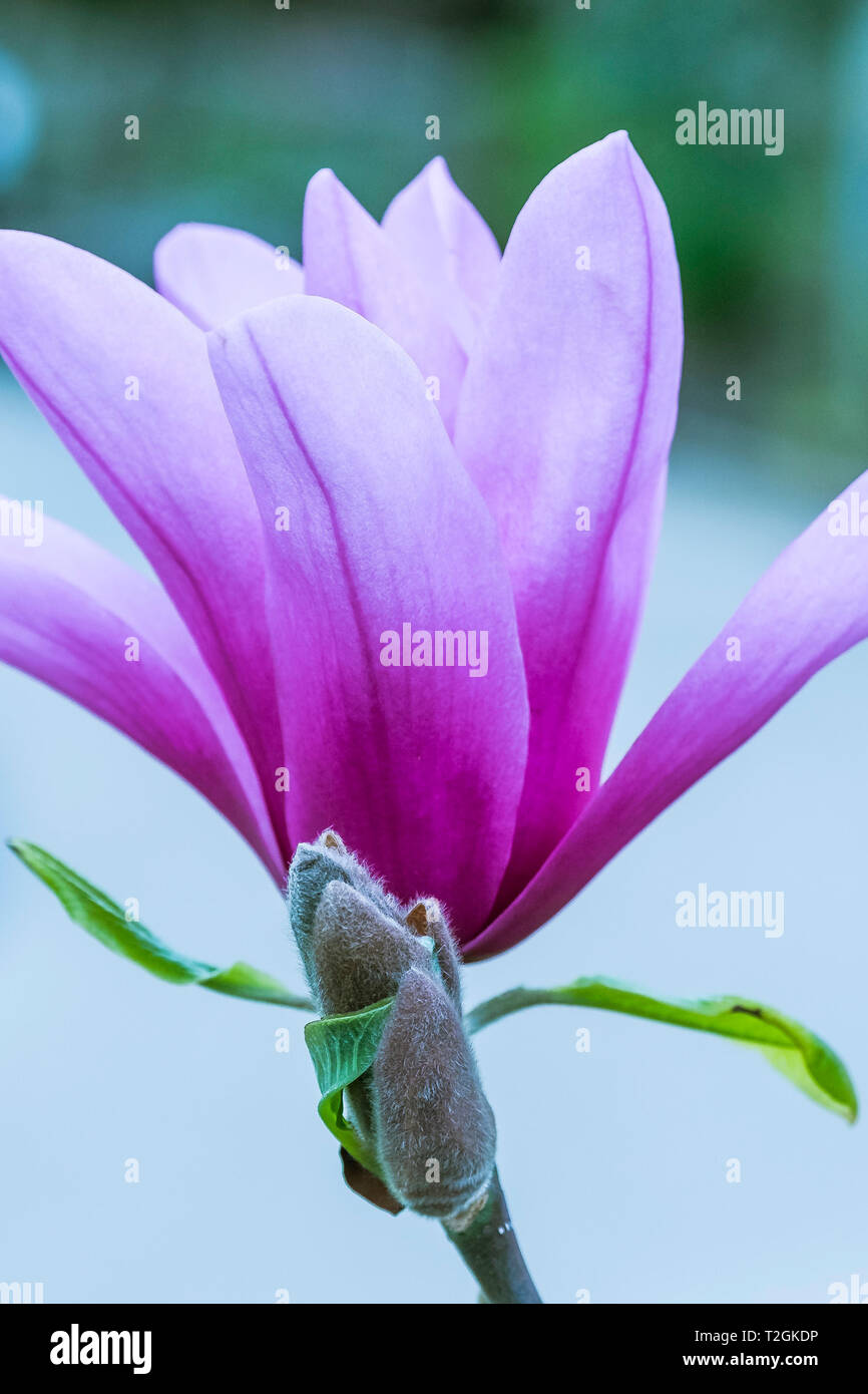 The magnificent flowers of a Magnolia liliiflora Stock Photo - Alamy