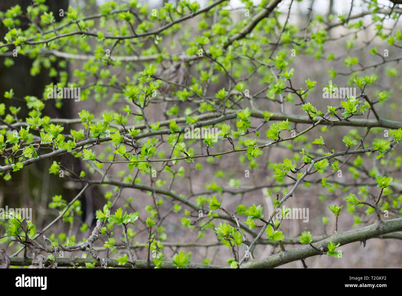 Hawthorn tree leaves hi-res stock photography and images - Alamy