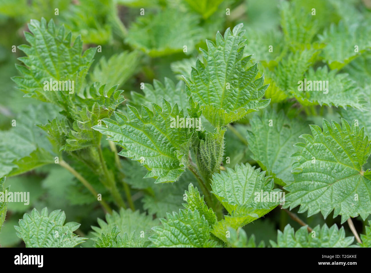 Sting nettle leaves hi-res stock photography and images - Alamy