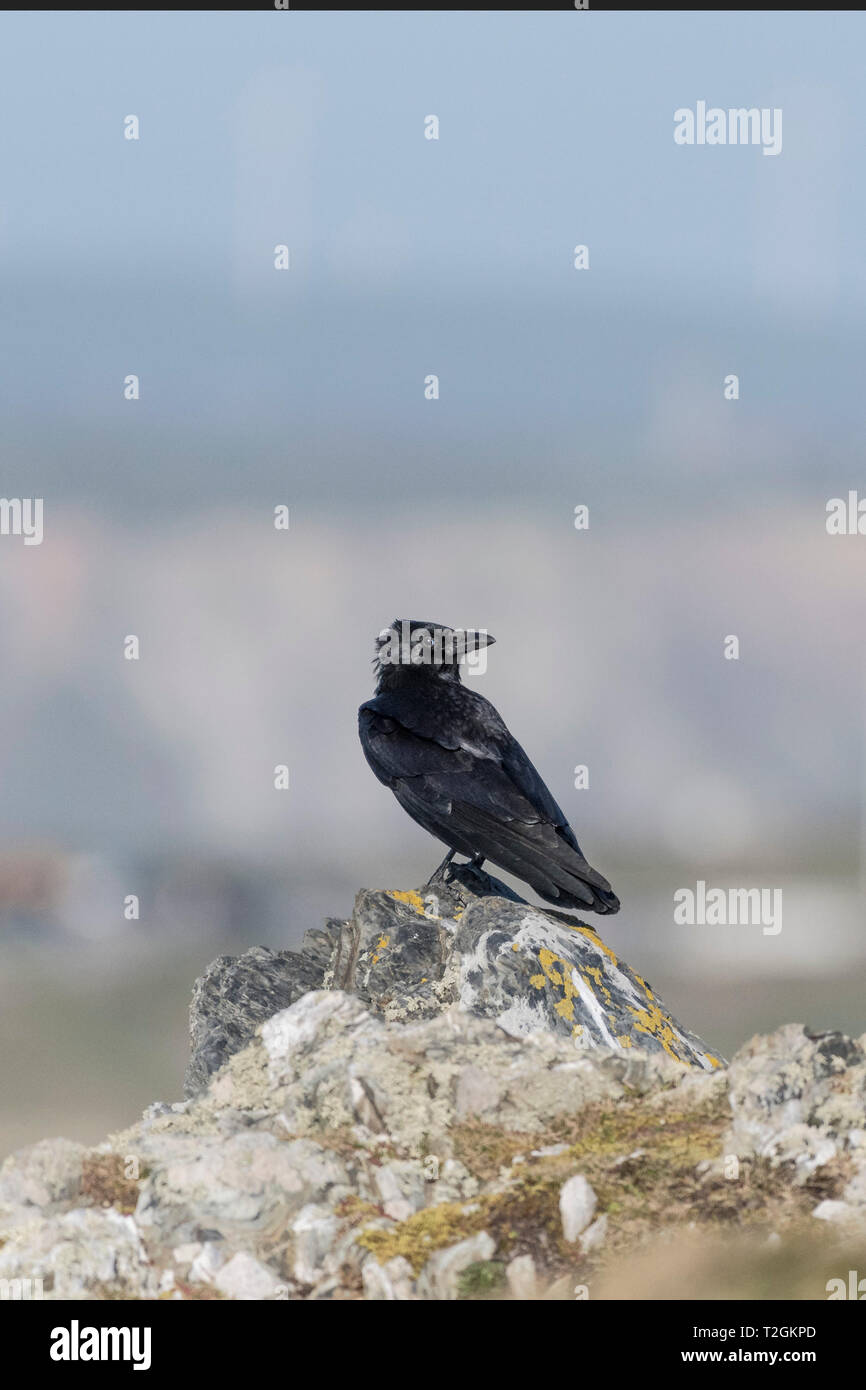 A Jackdaw Coloeus monedula Stock Photo - Alamy