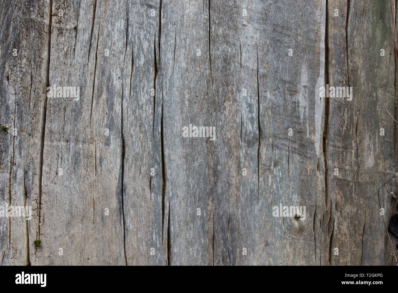 Old trunk texture hi-res stock photography and images - Alamy