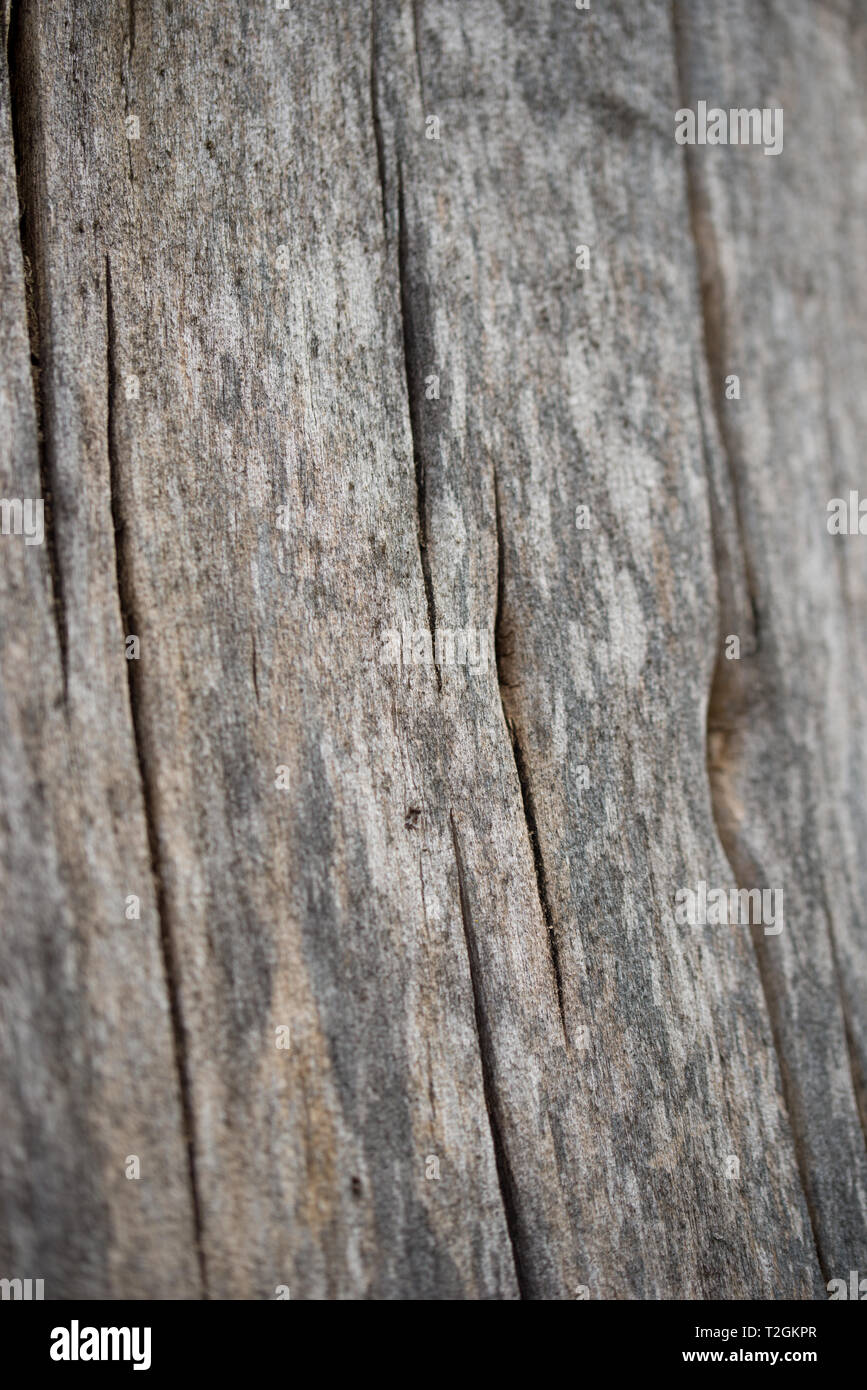 Old trunk texture hi-res stock photography and images - Alamy