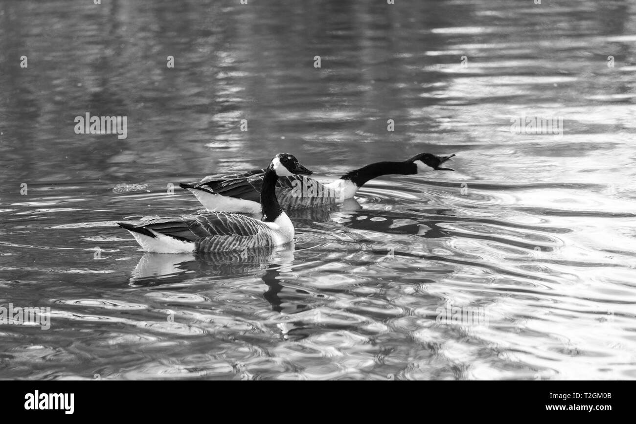 Canada geese pair Black and White Stock Photos & Images - Alamy
