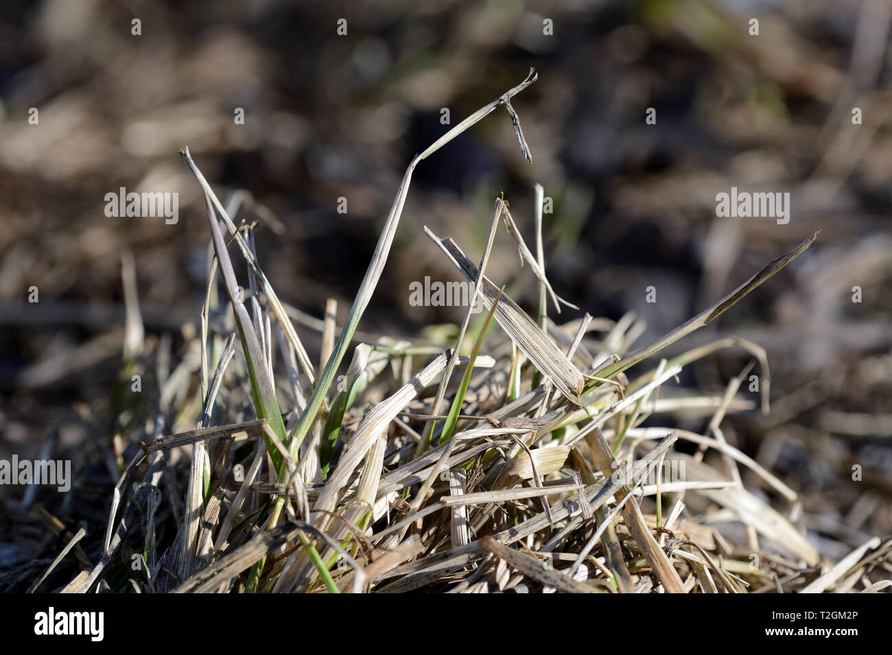 Find shadow spring garden hi-res stock photography and images - Alamy