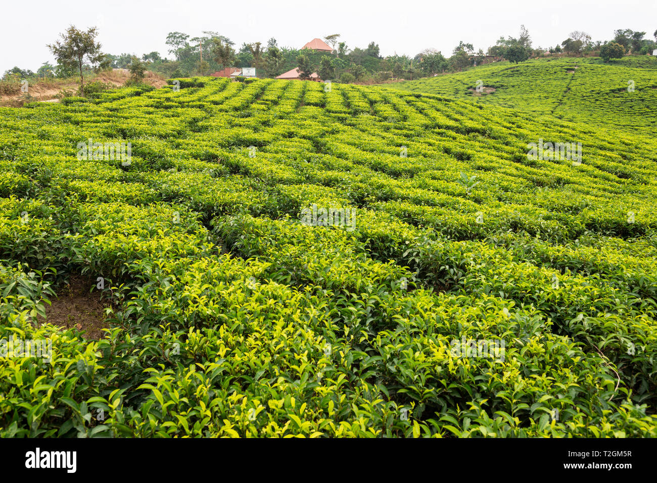 Agriculture africa factory hi-res stock photography and images - Alamy
