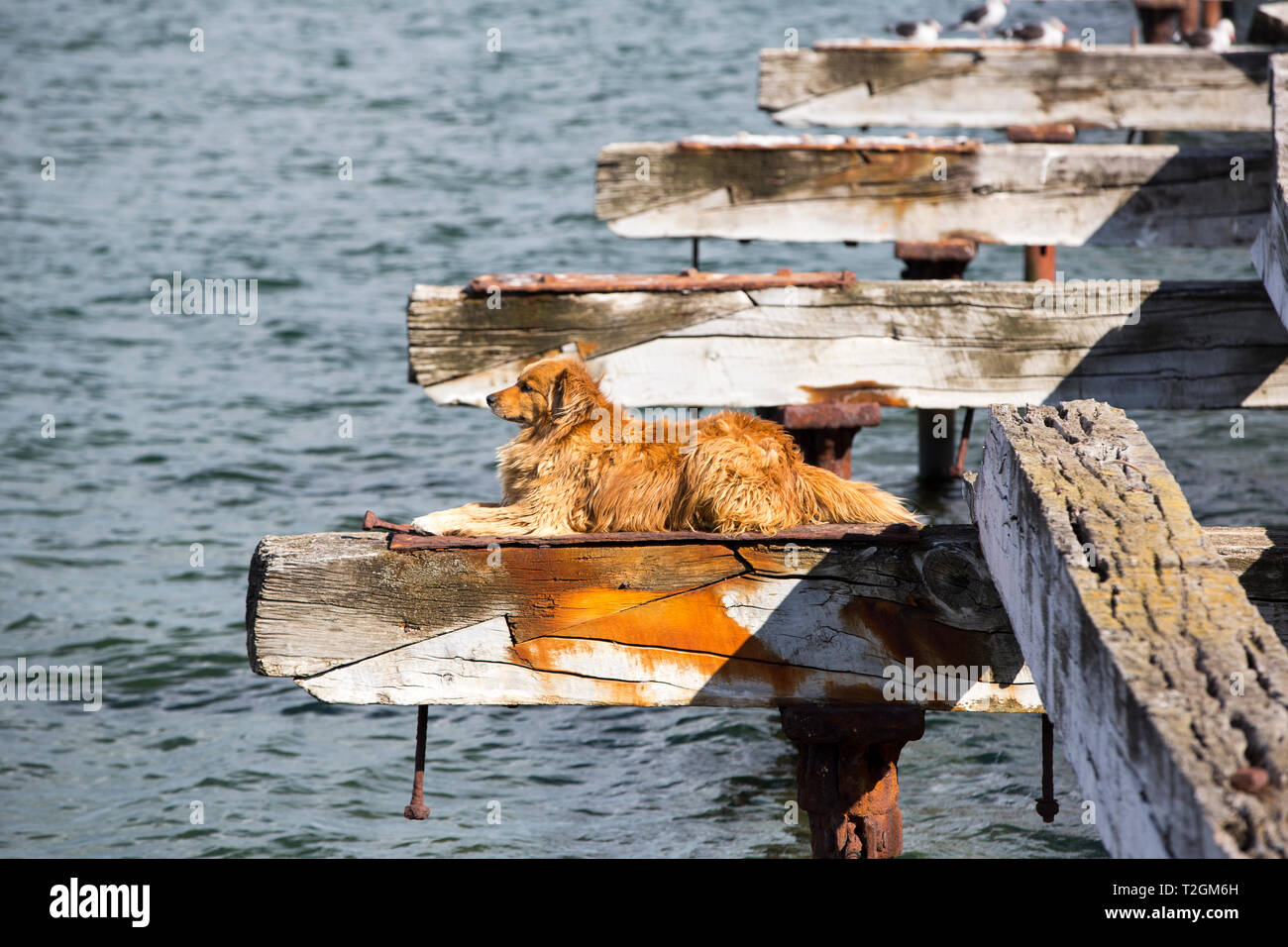 A dog sat on an old jetty in Punta Arenas, Chile Stock Photo - Alamy