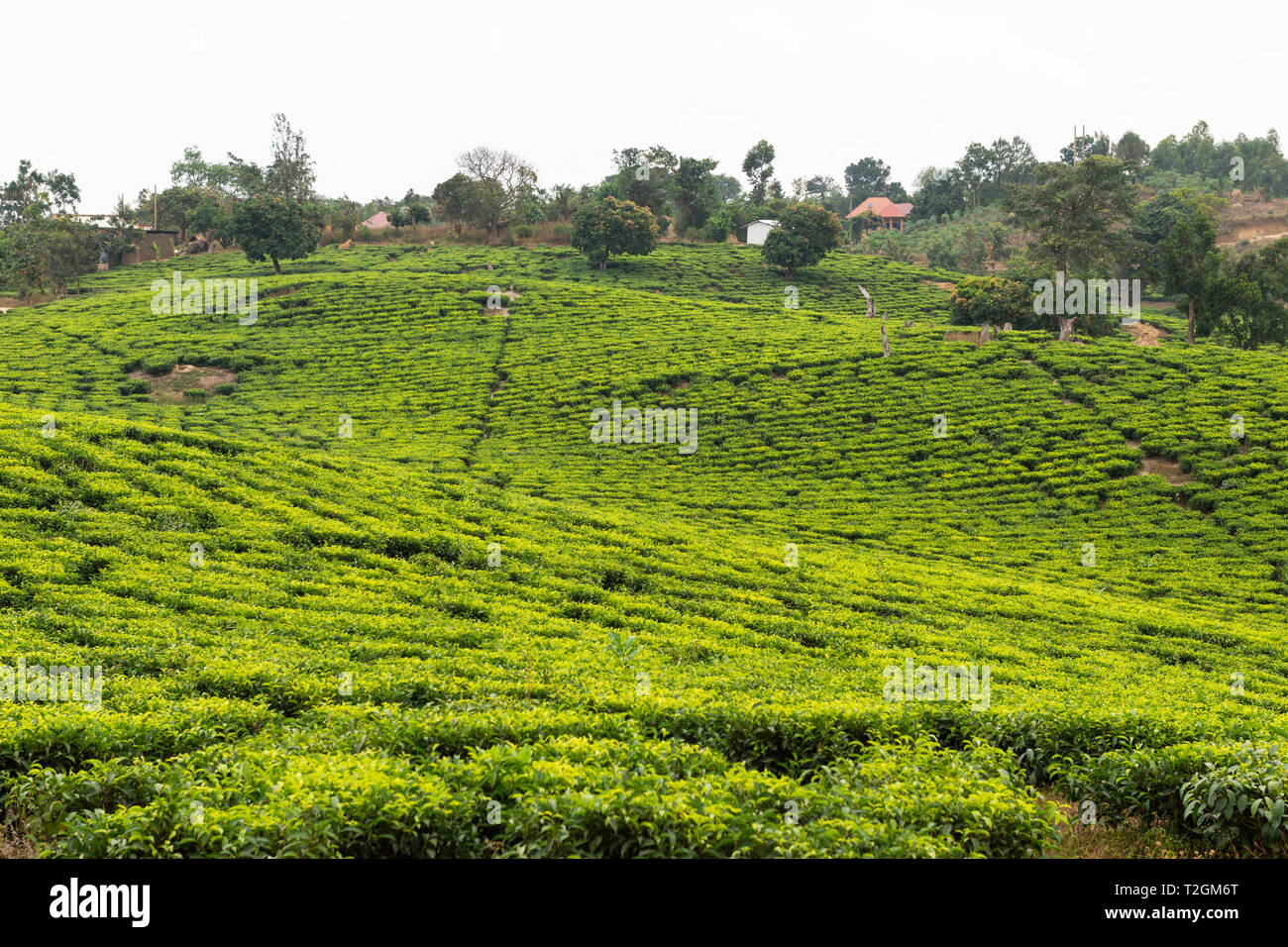 Kayonza Tea Plantation north of Bwindi Impenetrable Forest National ...