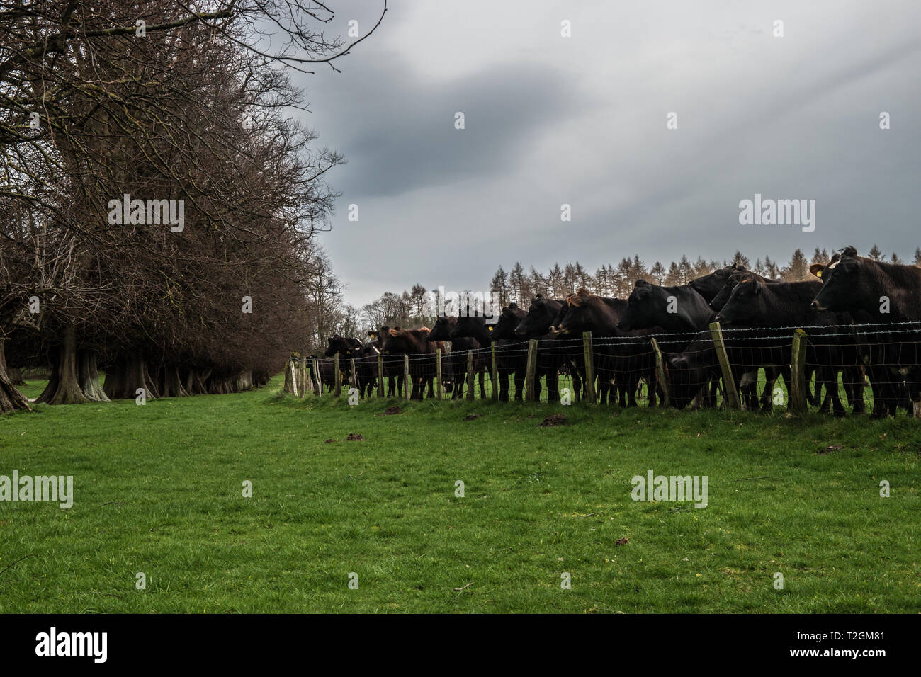 Line of cows hi-res stock photography and images - Alamy