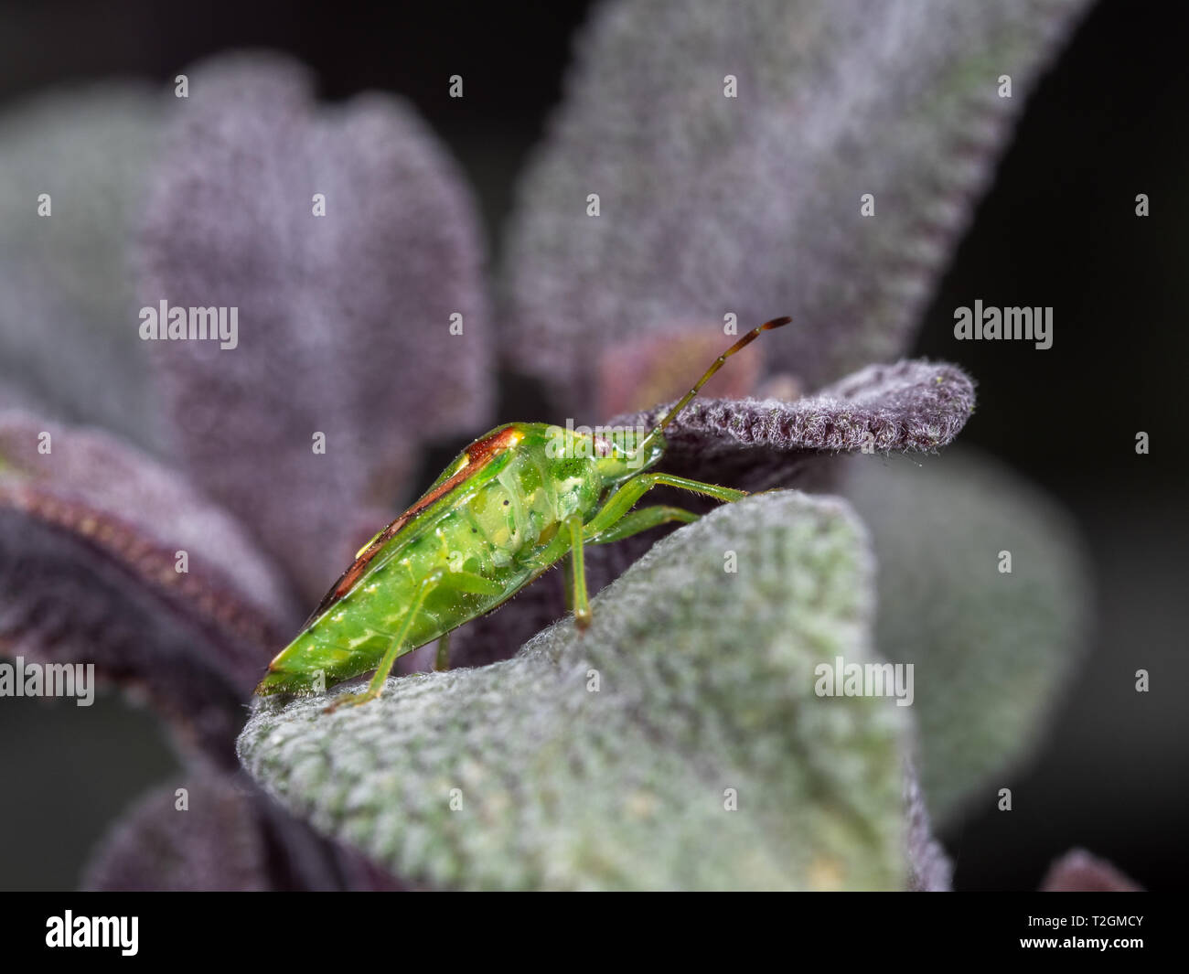 Shield Bug on Sage Plant Stock Photo - Alamy