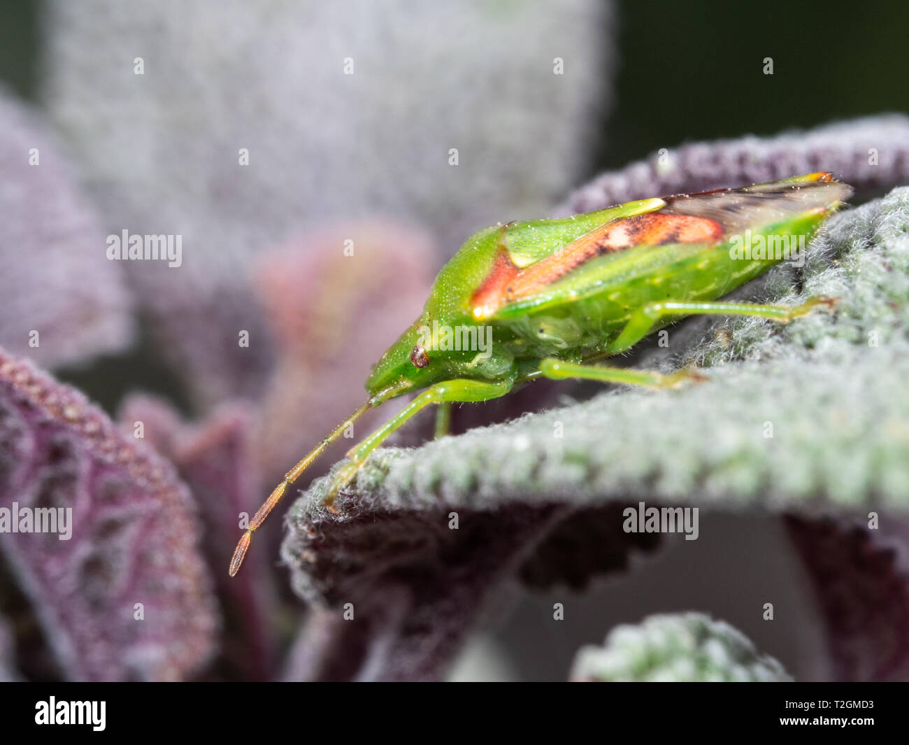 Green shield bug england isolated hi-res stock photography and images ...