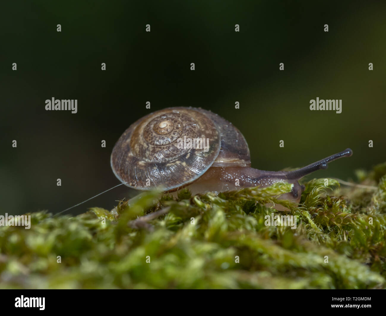 Small Snail on Moss. Taken at Night Stock Photo - Alamy