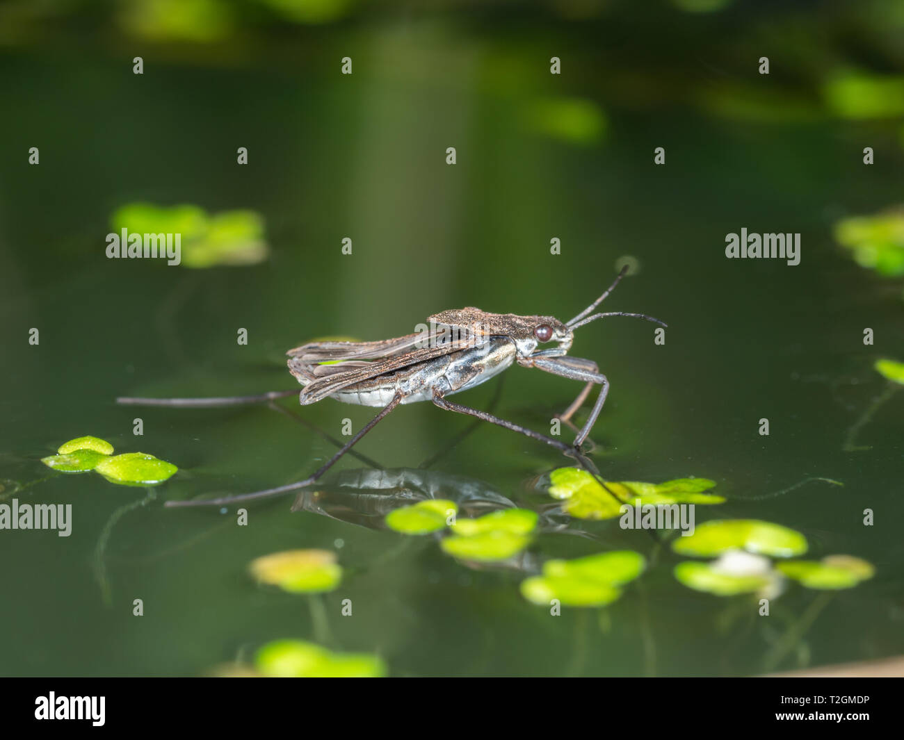 Water strider, water skeeter, water bug, pond skater, water skipper ...