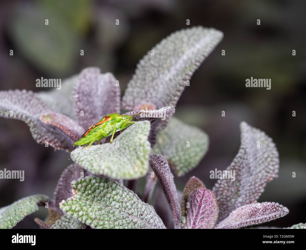 Shield Bug on Sage Plant Stock Photo - Alamy
