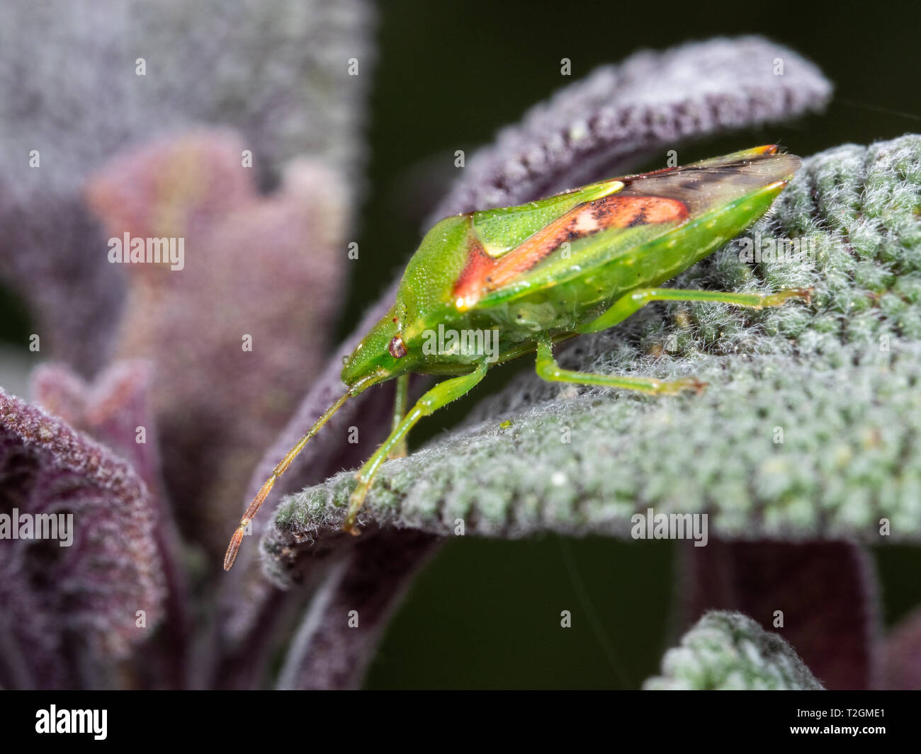Shield Bug on Sage Plant Stock Photo - Alamy