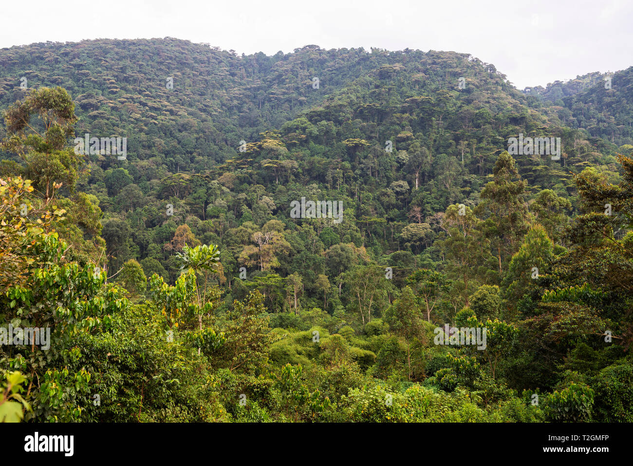 View of rainforest from Buhoma village, Bwindi Impenetrable Forest ...