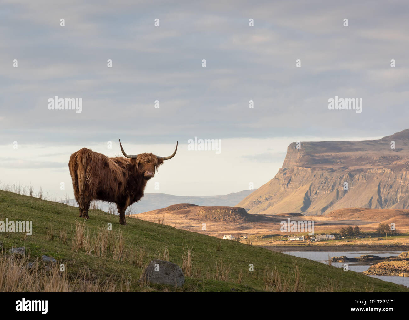 A Highland cow (aka Highland Coo) standing in a green field with ...