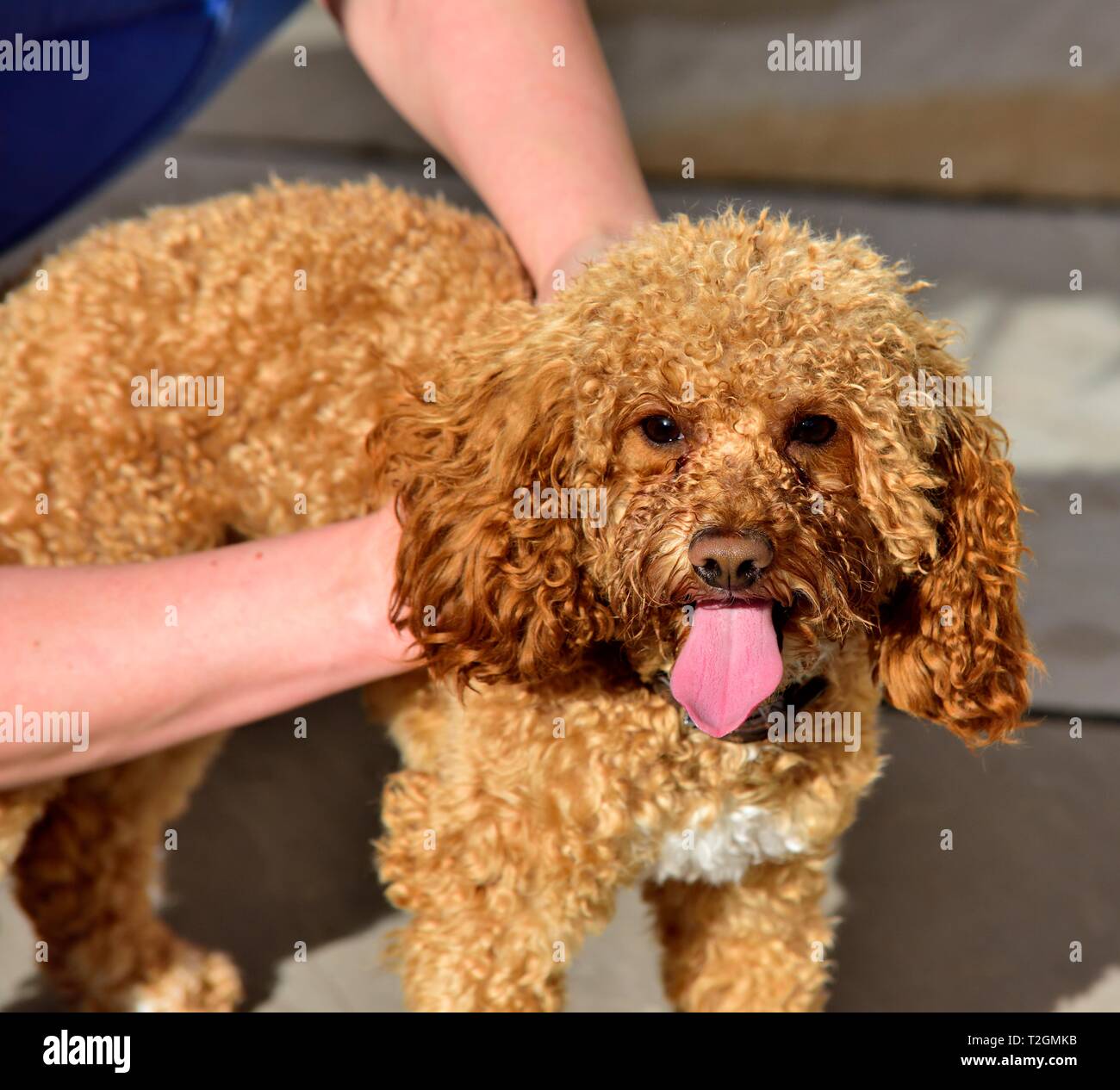 Hanging sun hi-res stock photography and images - Alamy