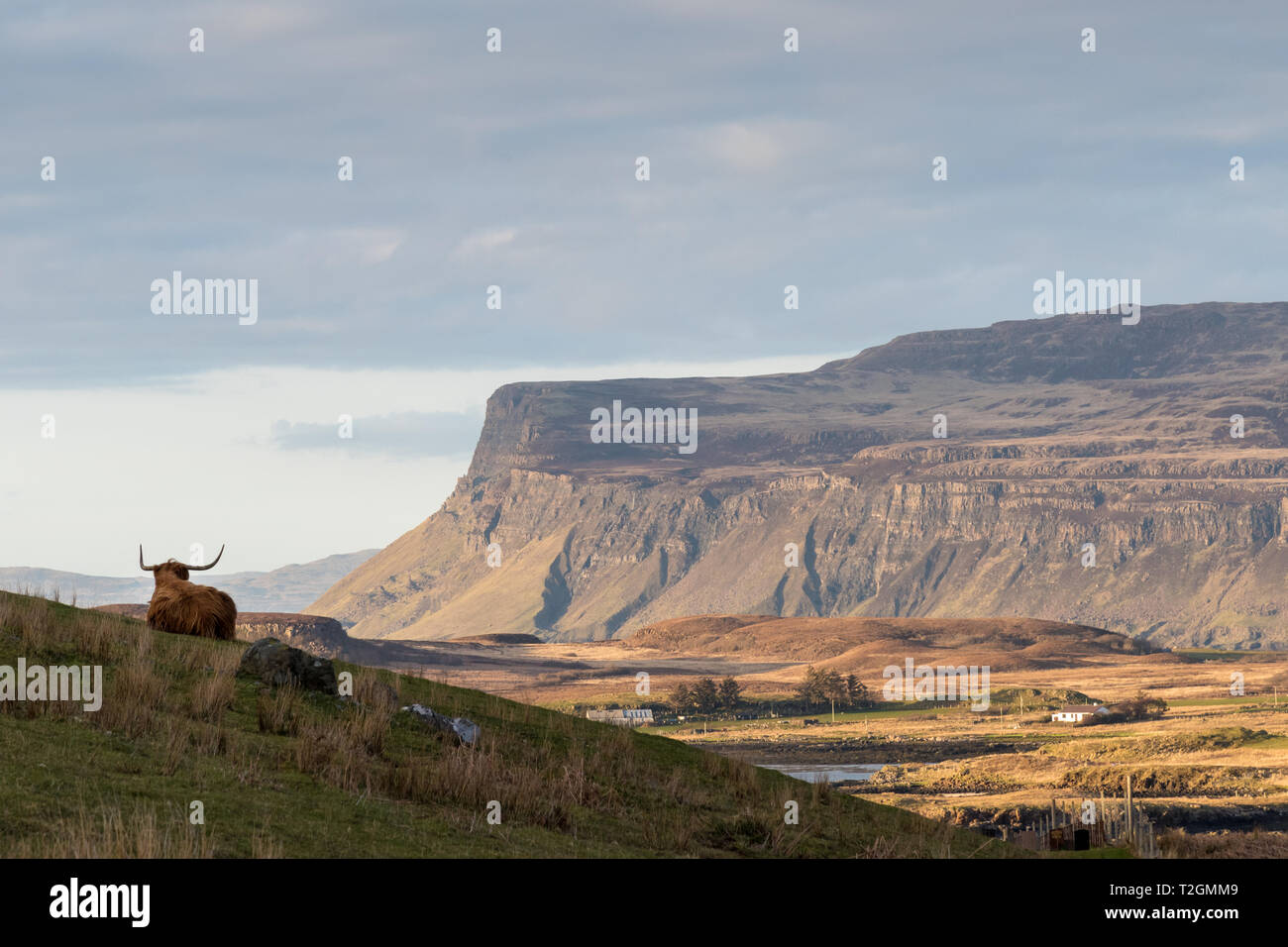 A Highland cow (aka Highland Coo) lying down in a green field with ...