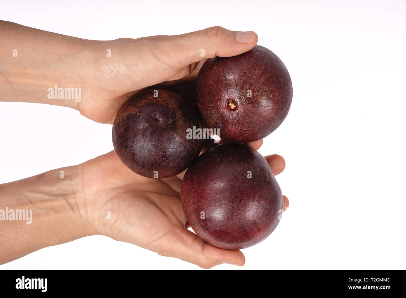 Three caimito fruits held by two hands and a white background Stock ...