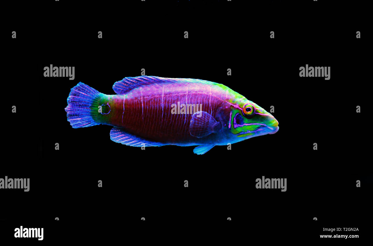 Mystery wrasse hi-res stock photography and images - Alamy