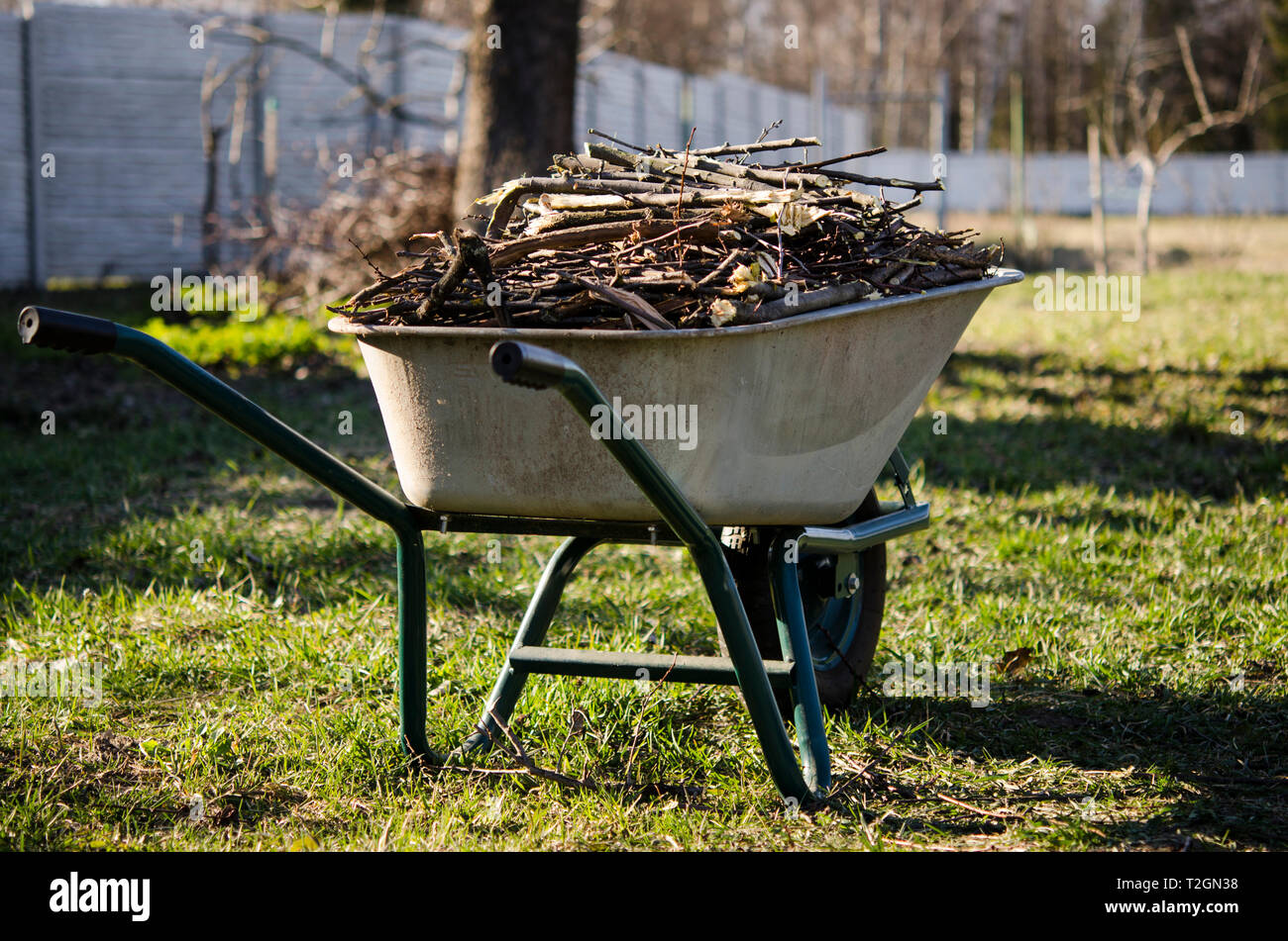 Garden work. Pruned branches of young trees lie in a wheelbarrow, which ...