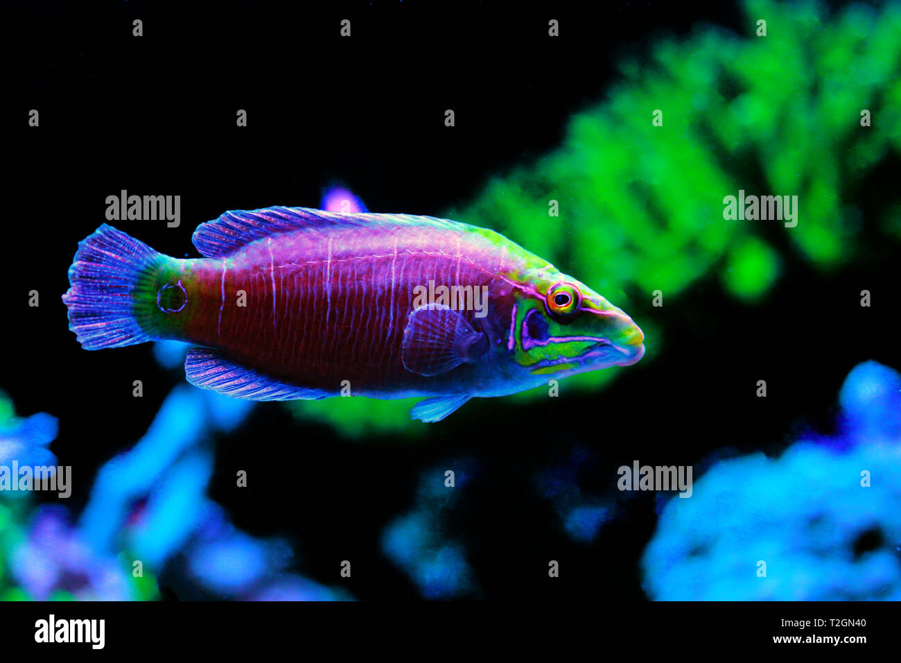 Mystery Wrasse fish - (Pseudocheilinus ocellatus Stock Photo - Alamy