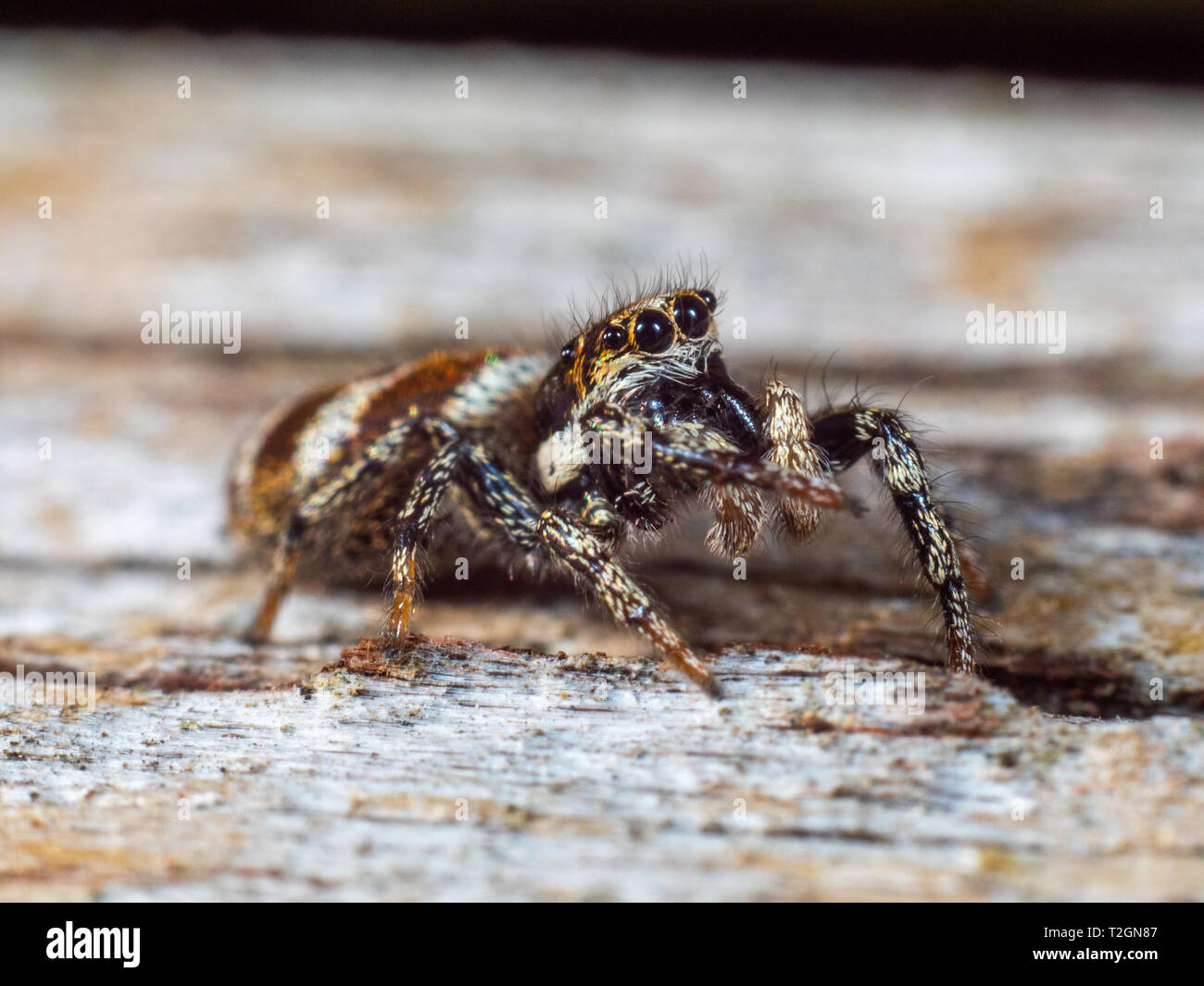 Zebra Jumping Spider, Salticus scenicus Stock Photo - Alamy