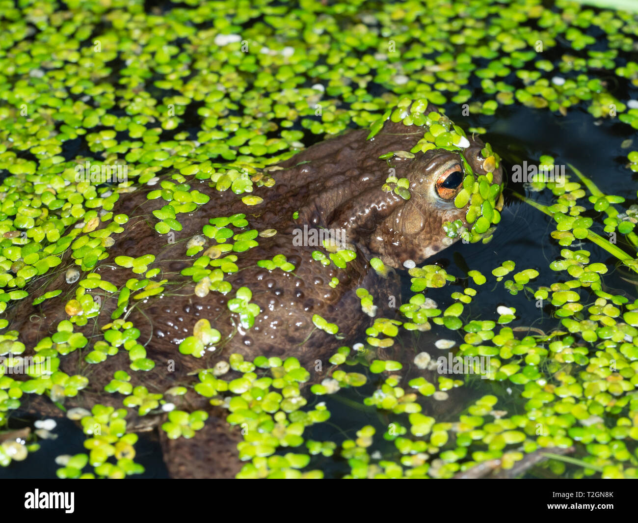 Common toad in Pond with Duckweed Stock Photo - Alamy