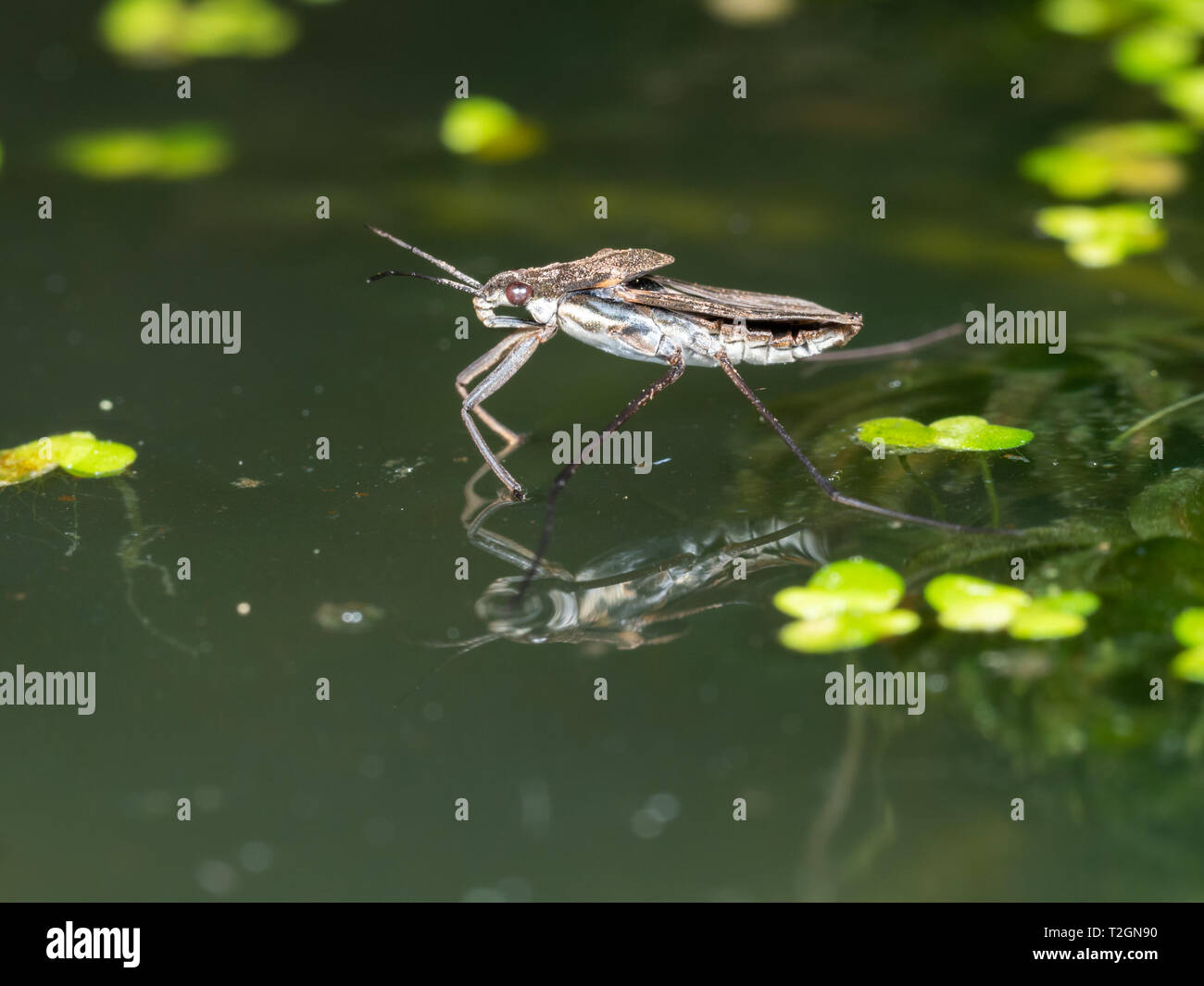 Pond skater uk hi-res stock photography and images - Alamy