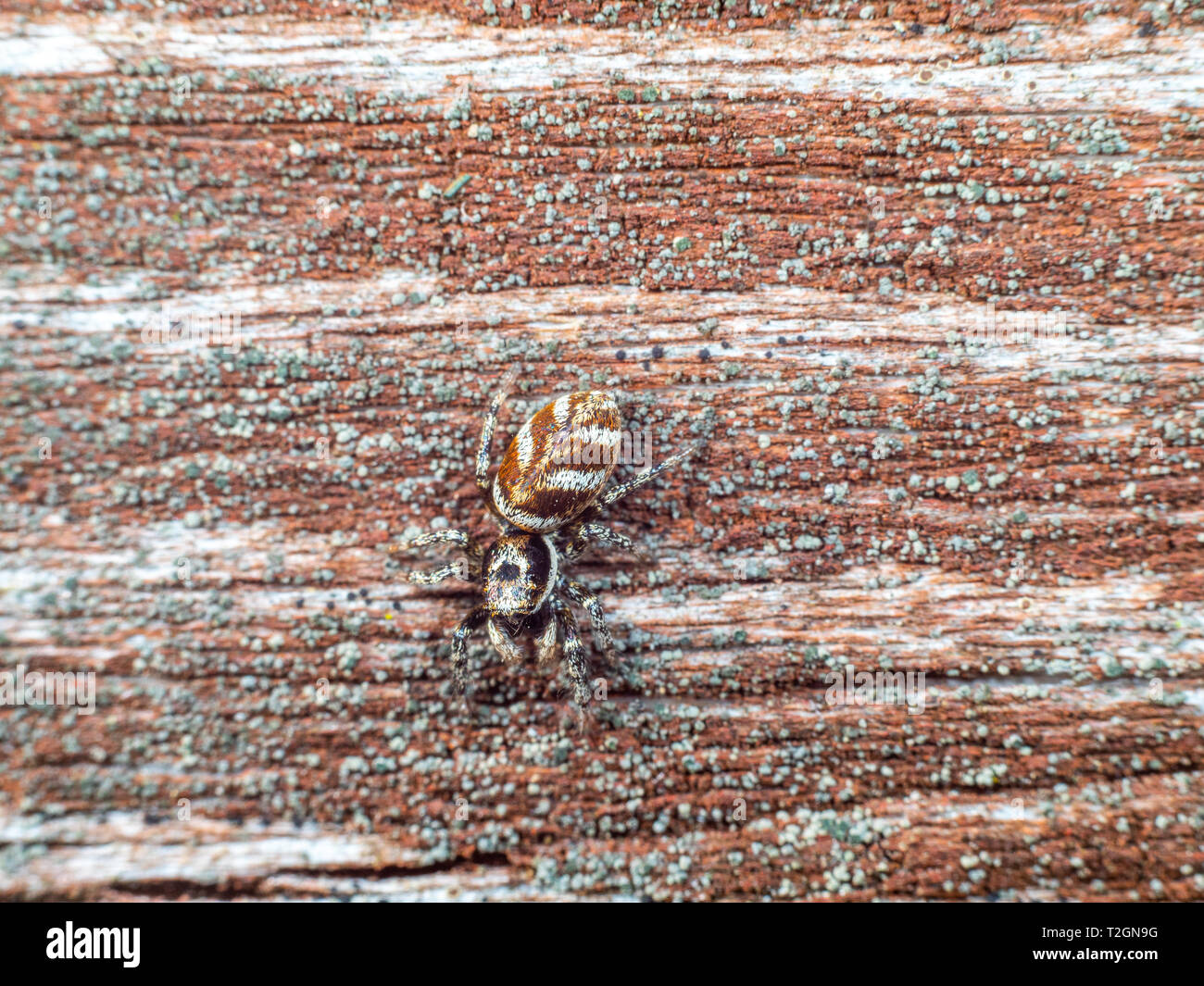 Zebra spider cute hi-res stock photography and images - Alamy